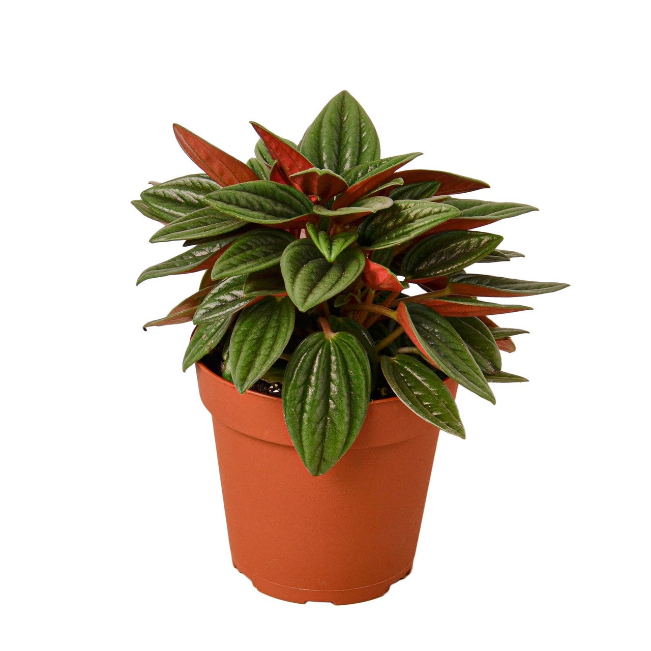 Peperomia Rosso | Tropical Express Atl