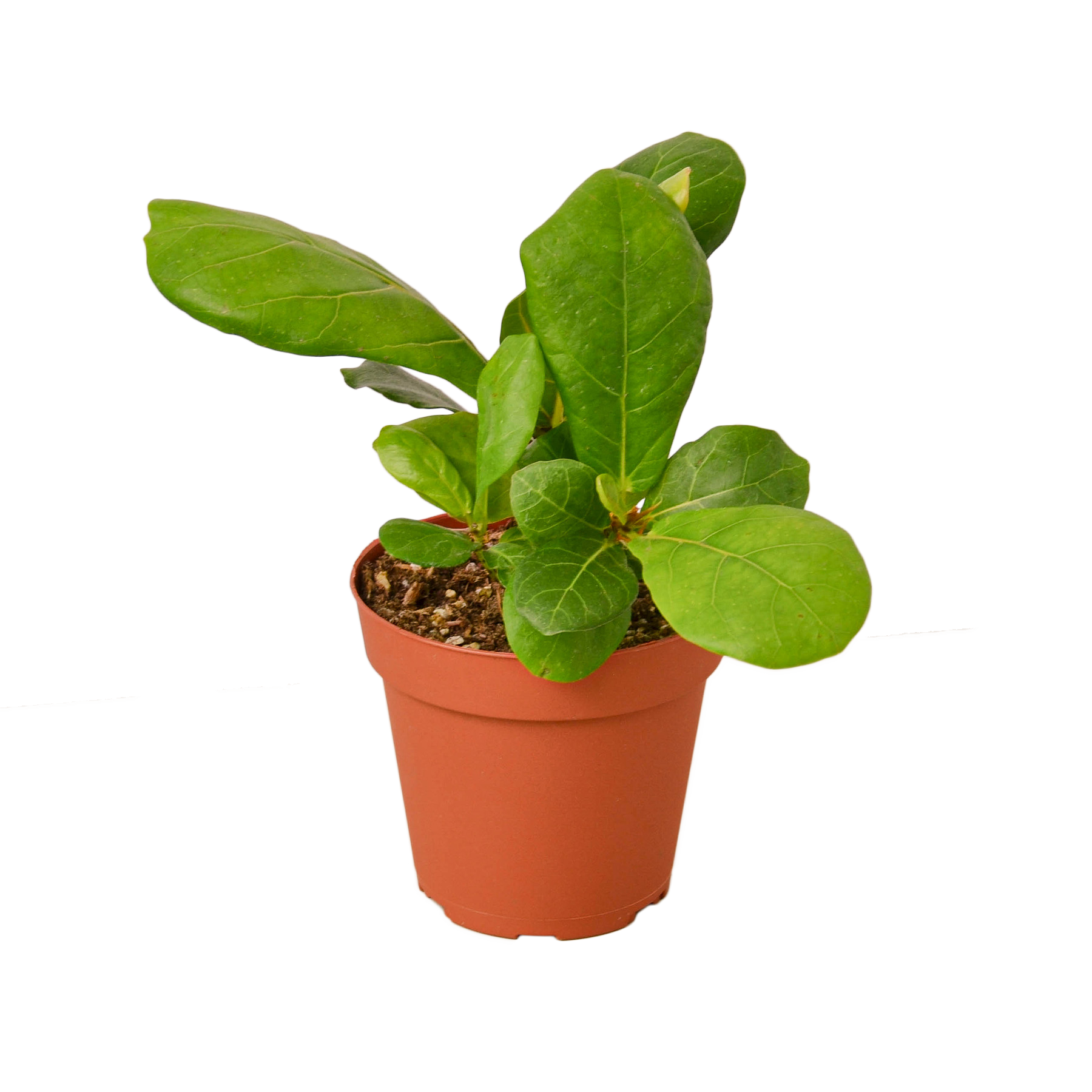 Ficus Lyrata (Fiddle Leaf Fig) | Tropical Express Atl