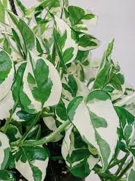 Pearls and Jade Pothos Njoy | Tropical Express Atl