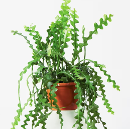 Fishbone Cactus | Tropical Express Atl