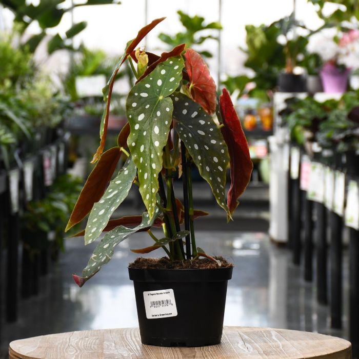 Begonia Maculata - Pet Friendly | Tropical Express Atl