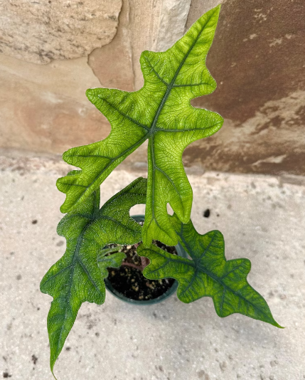Alocasia Jacklyn | Tropical Express Atl