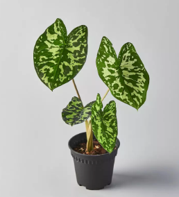 Hilo Beauty | Tropical Express Atl