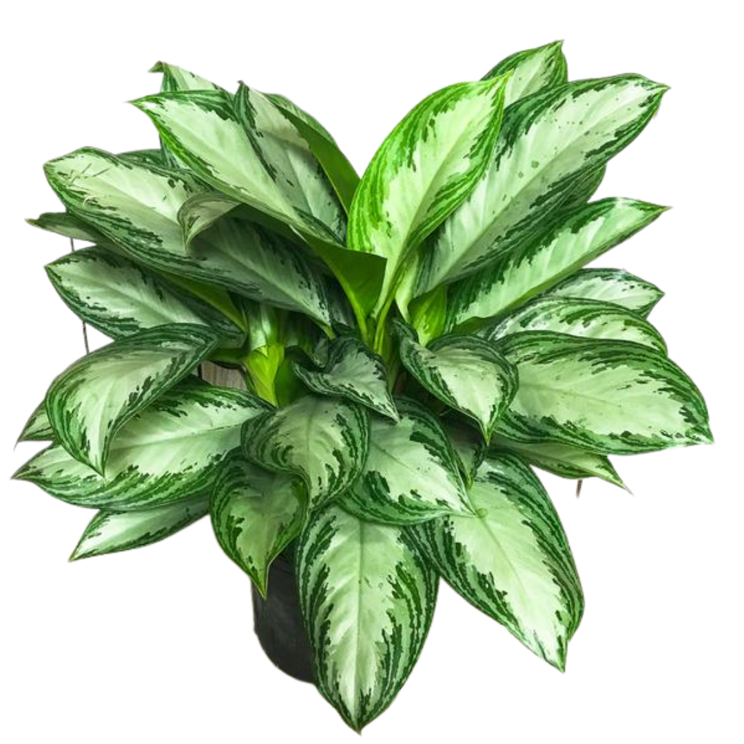 Chinese Evergreen | Tropical Express Atl