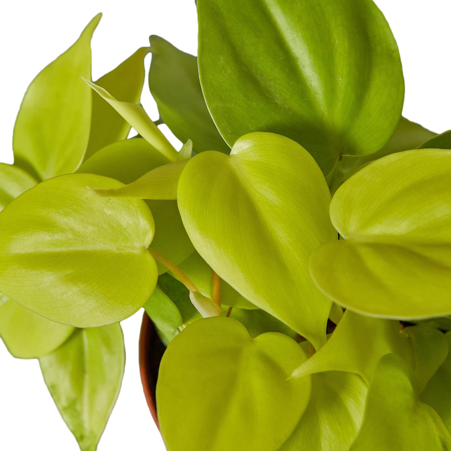 Neon Pothos | Tropical Express Atl