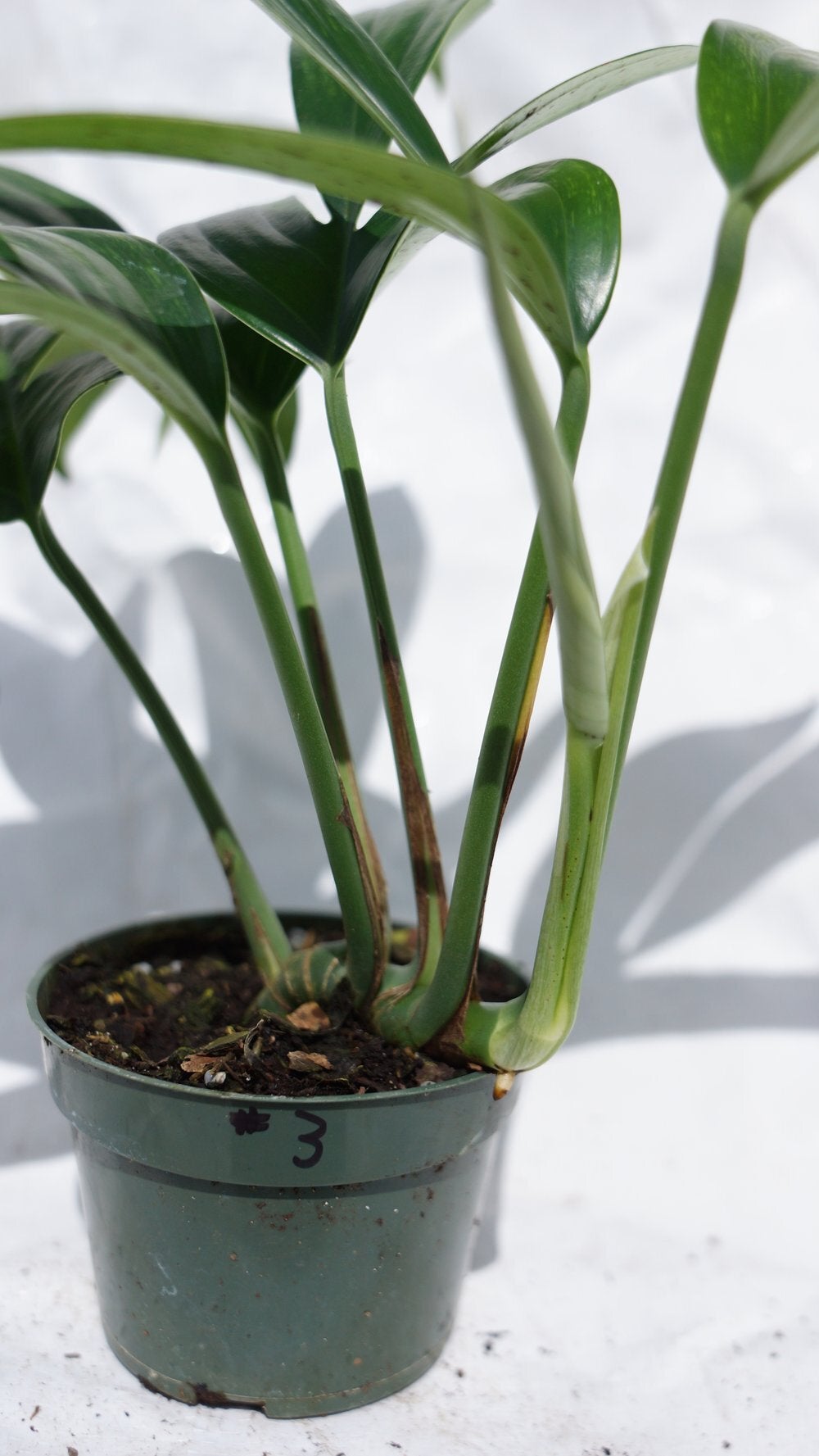 Philodendron Dragon Tail | Tropical Express Atl